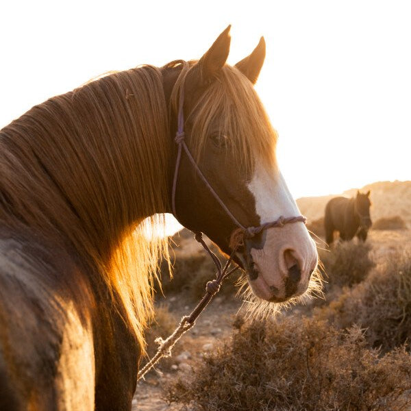 Horseback Trekking La Perla di Essaouira: 6 days between ocean and ...